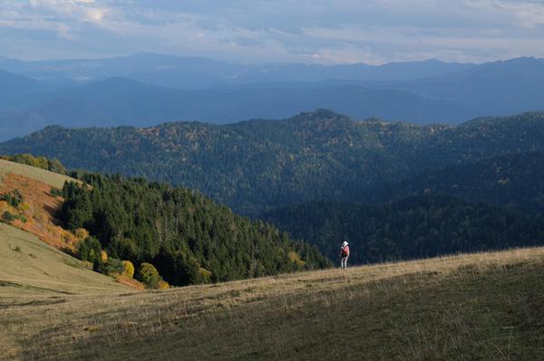 Georgian Tarragon Soda - Tarkhun: A Timeless Culinary Heritage